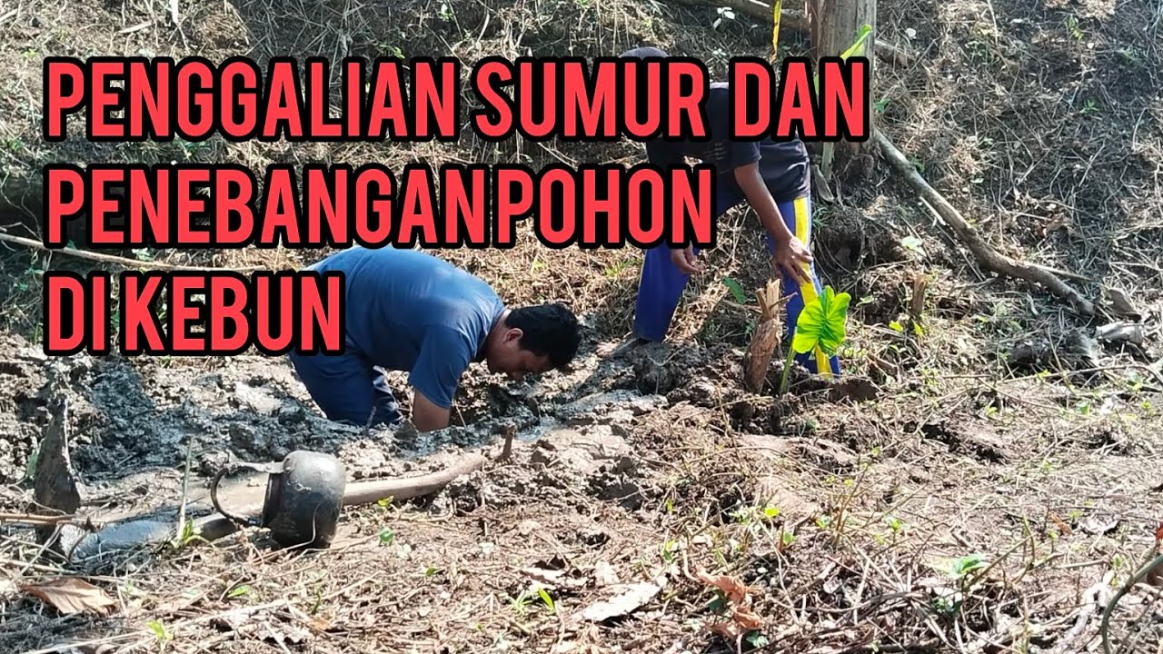Penggalian Sumur dan Penebangan Pohon Di Kebun - YouTube