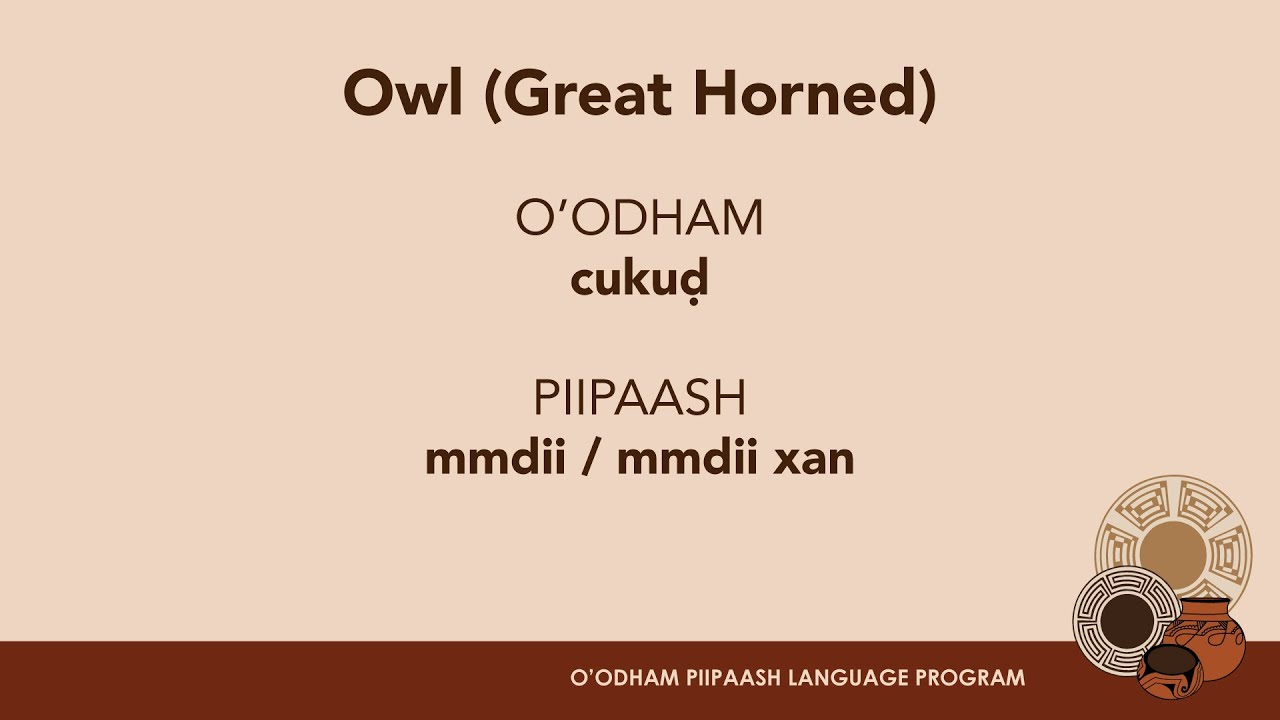 O'odham/Piipaash Words: Owl (Great Horned) - YouTube