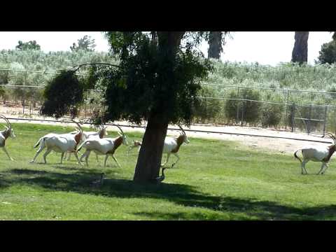 Stampeding Antelope - YouTube