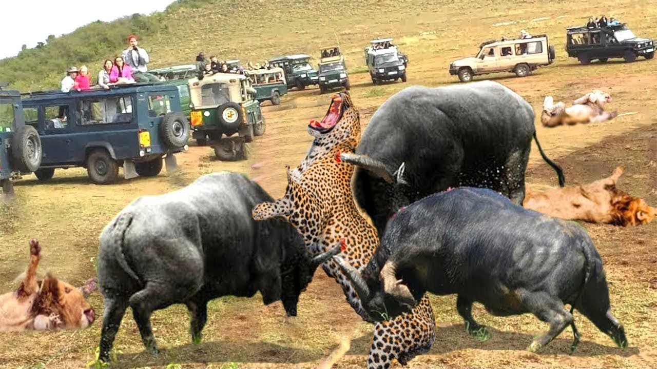 The Power Of Motherhood | How A Ferocious Buffalo Herd Avenged Their ...