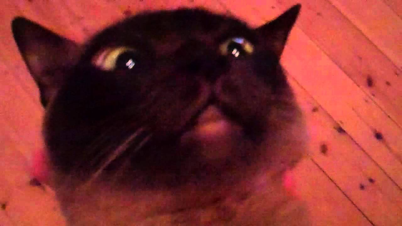 Cat does a backflip!!!! - YouTube