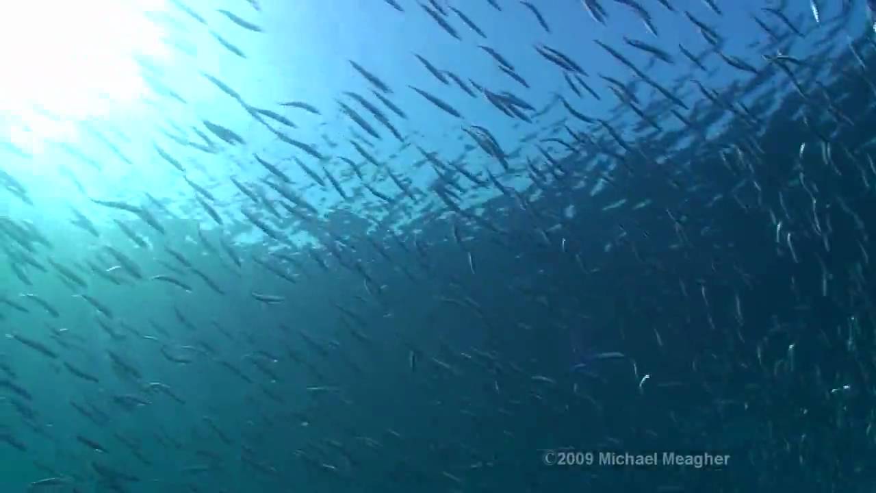 Eagle Reef Bait at Catalina - YouTube