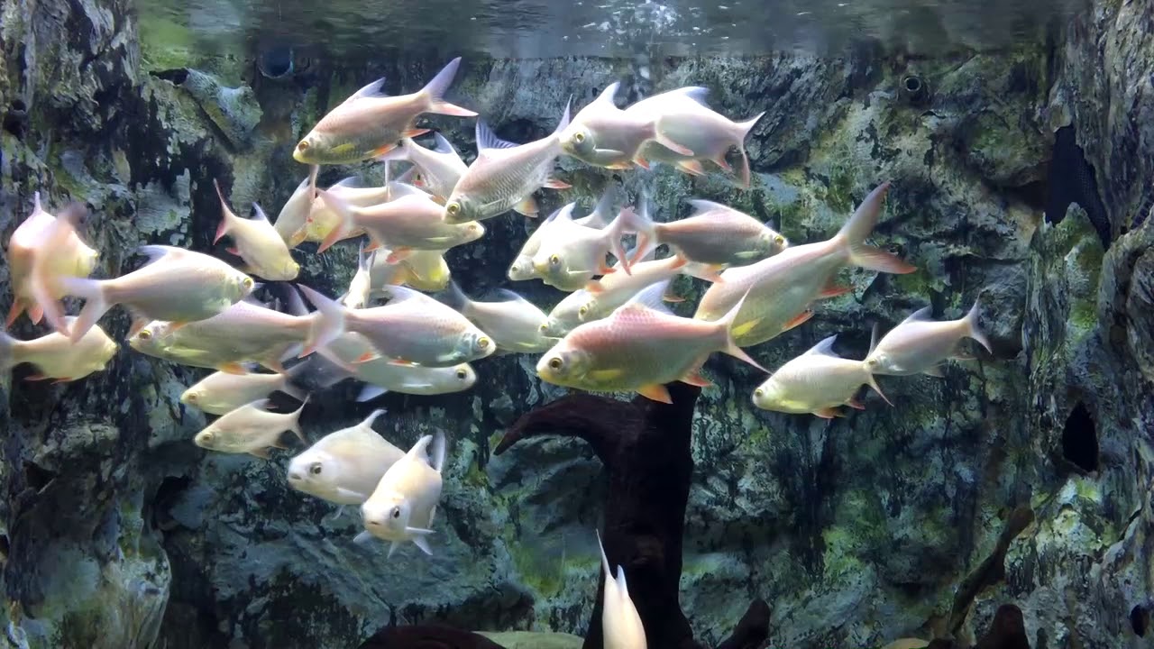 White fish in the tank /ปลาสีขาวสวยงามดูเพลิน#footage vdo background ...