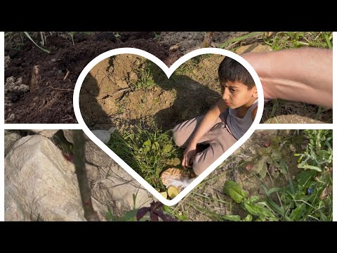 When to plant roses in the garden ✅ Garden maintenance time 🥔 We're planting potatoes