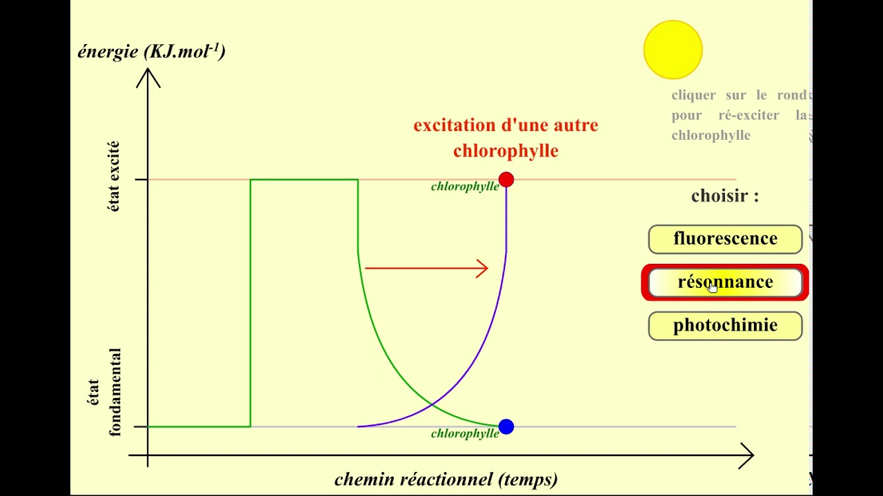 Chlorophylle, fluorescence, résonance et photochimie - YouTube