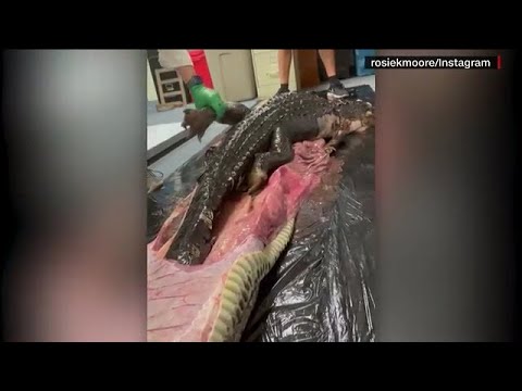 Florida gator eats invasive Burmese python in Everglades - YouTube