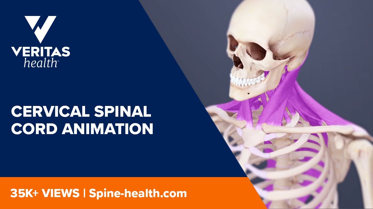 Cervical Spinal Cord Animation - YouTube