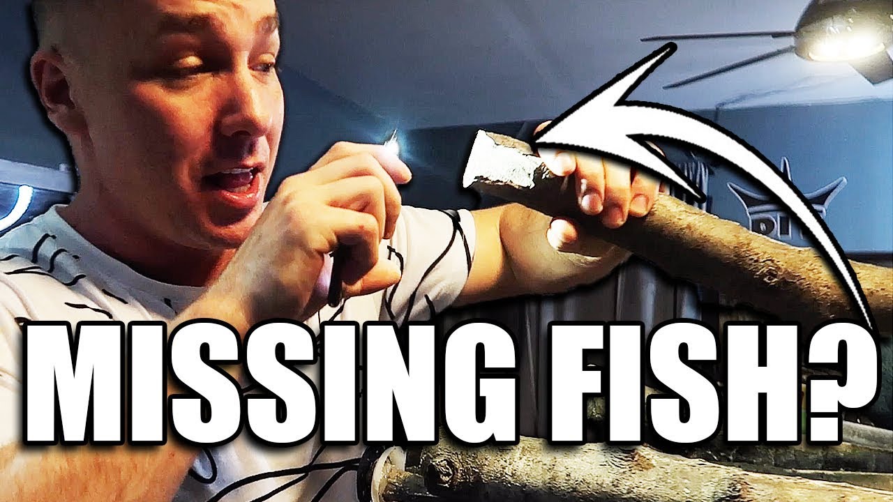 FISH WENT MISSING (Not what you think...) - YouTube