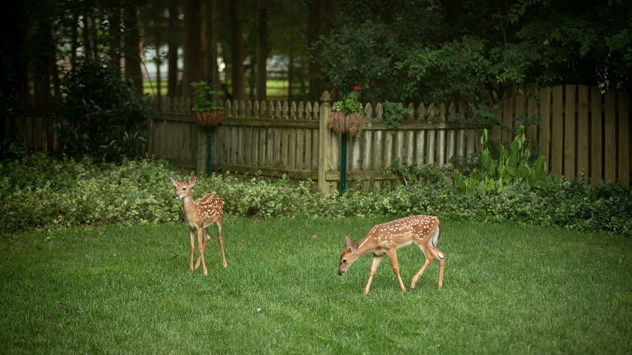 Backyard Animals - YouTube