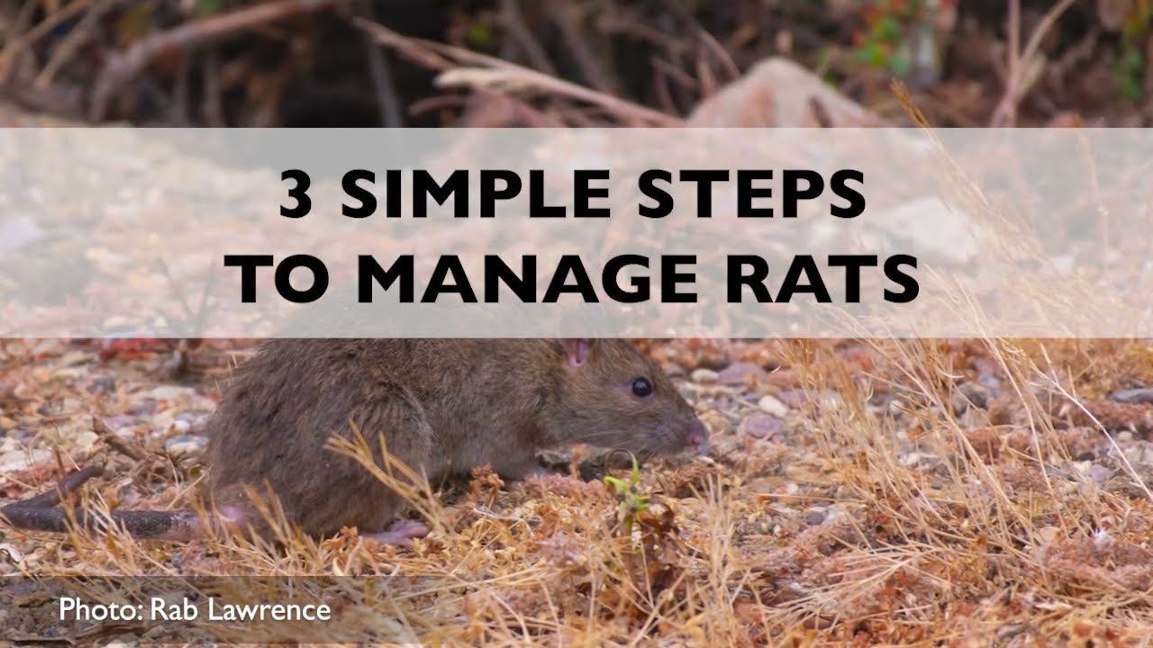 3 Steps To Manage Rats, Without Poison - YouTube