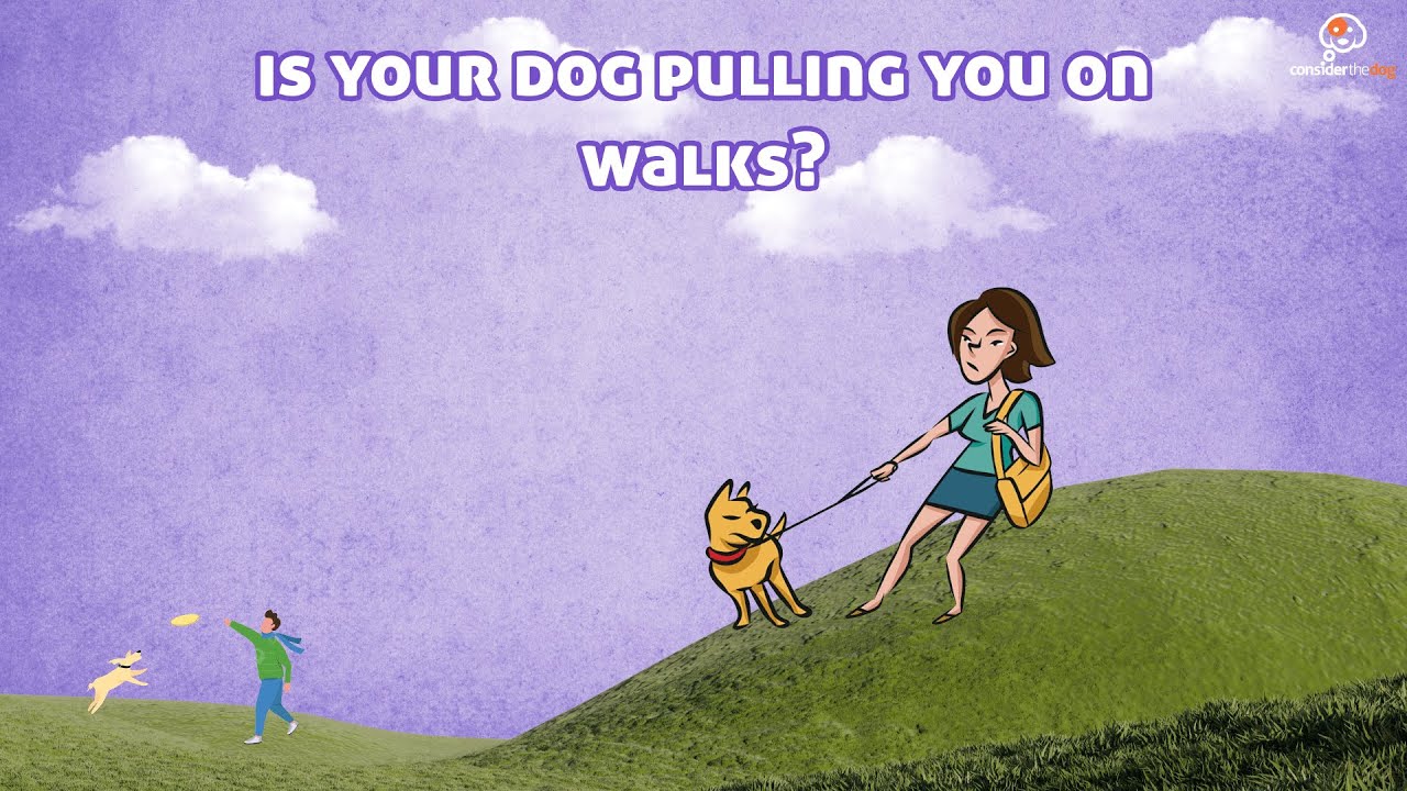 How to Introduce your Dog to Leash Pressure - YouTube