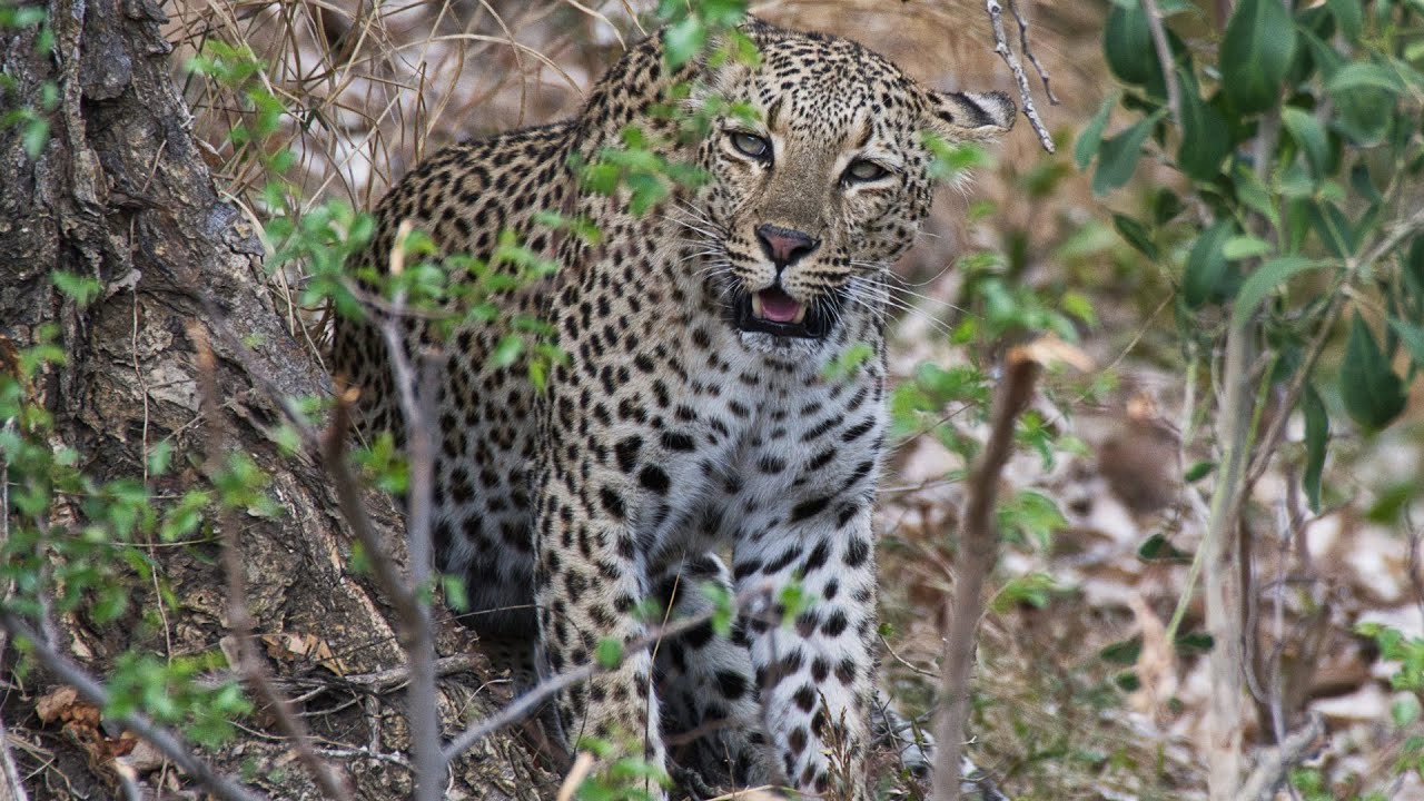 Three Leopards make a Crowd - YouTube