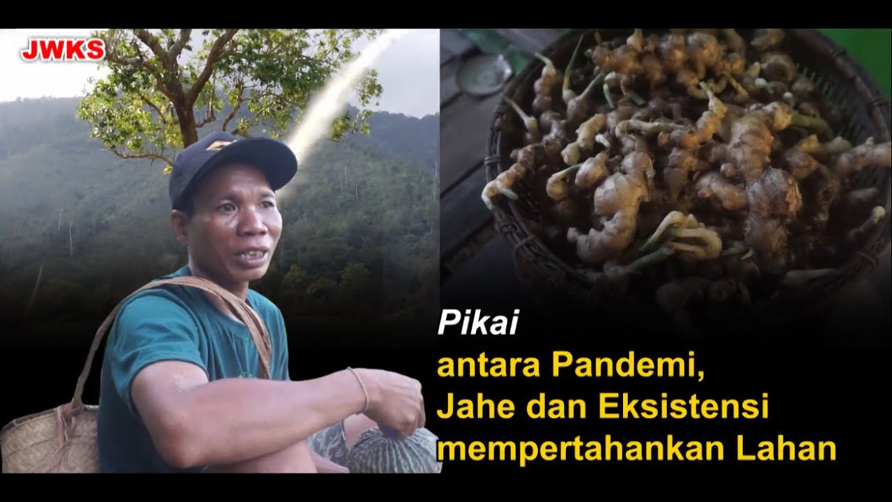 Pikai Antara Pandemi, Jahe dan eksistensi Mempertahankan Lahan - YouTube