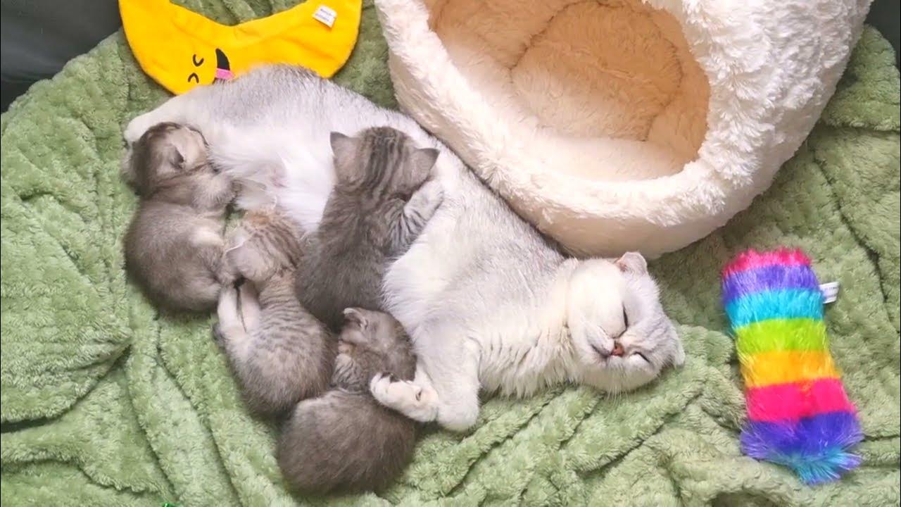 Котята кушают вкусное мамино молоко 😋 Минуты счастья и тепла - YouTube