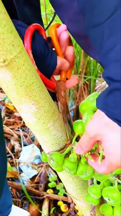 Teknik memanen buah ficus menggunakan alat sederhana #shorts - YouTube