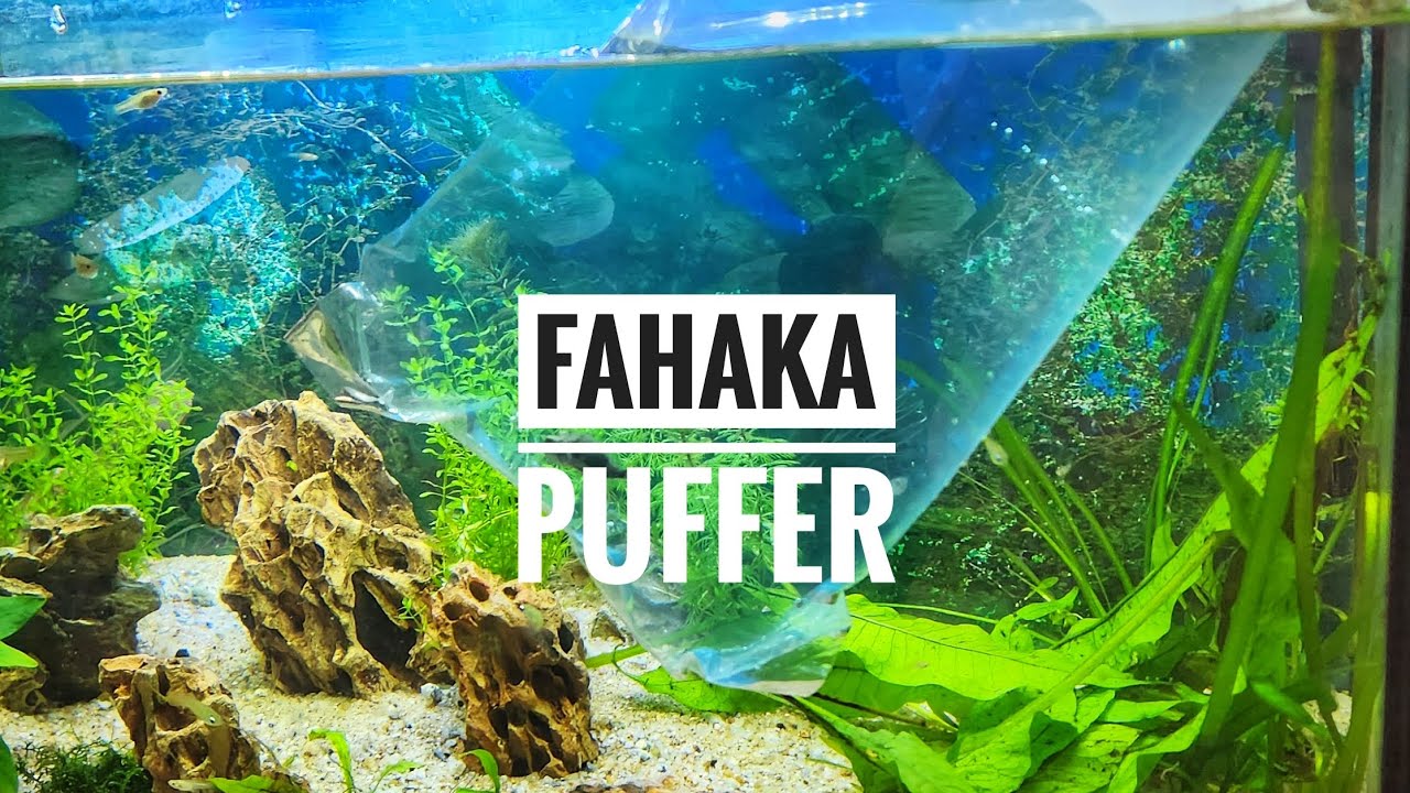 NEW FISH: Fahaka puffer - YouTube