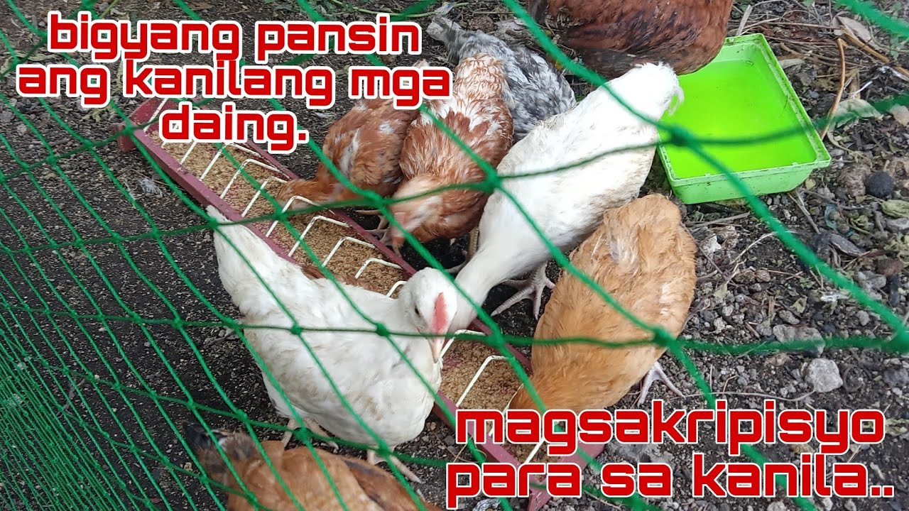 bigyang pansin ang kanilang mga daing, magsakripisyo para sa kanila ...