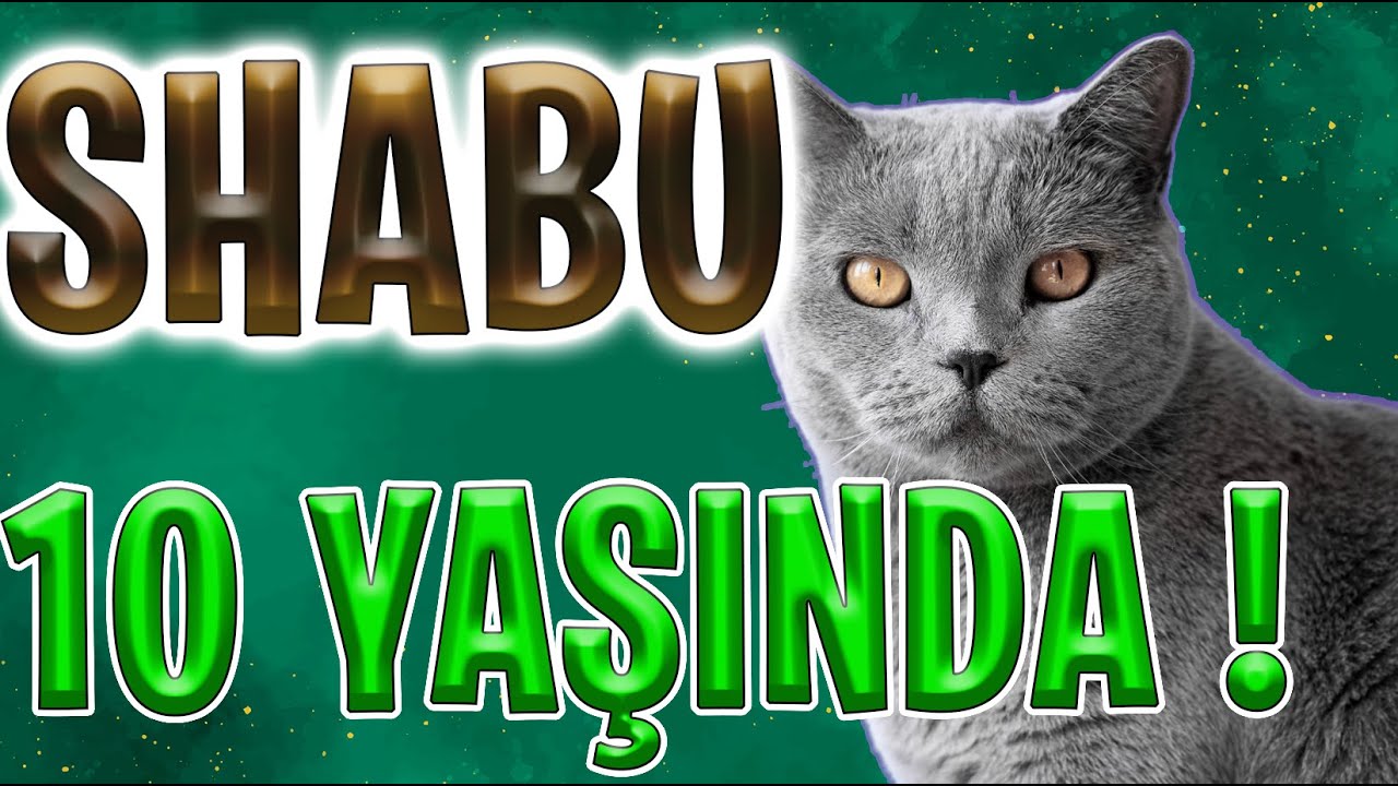 İşte Karşınızda ! Shabu'nun kontrollerini yaptık. #veteriner #cat #vet ...