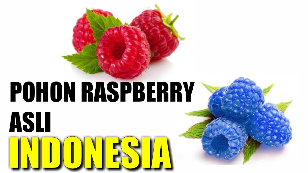 BONGKAR Pohon Buah Raspberry ala Indonesia - YouTube
