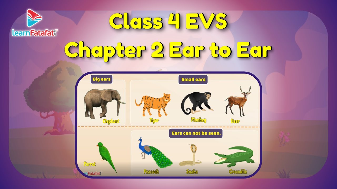 Class 4 EVS Chapter 2 Ear to Ear - LearnFatafat - YouTube