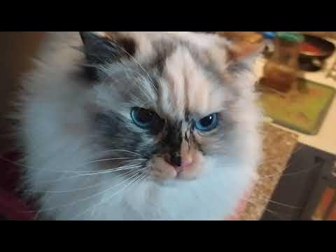 Catnip for my ragdoll cat Leda 💜 - YouTube
