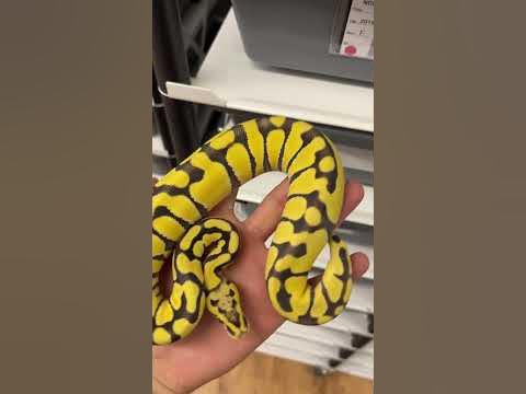 Ball Pythons! DG doing its thing! #shorts - YouTube