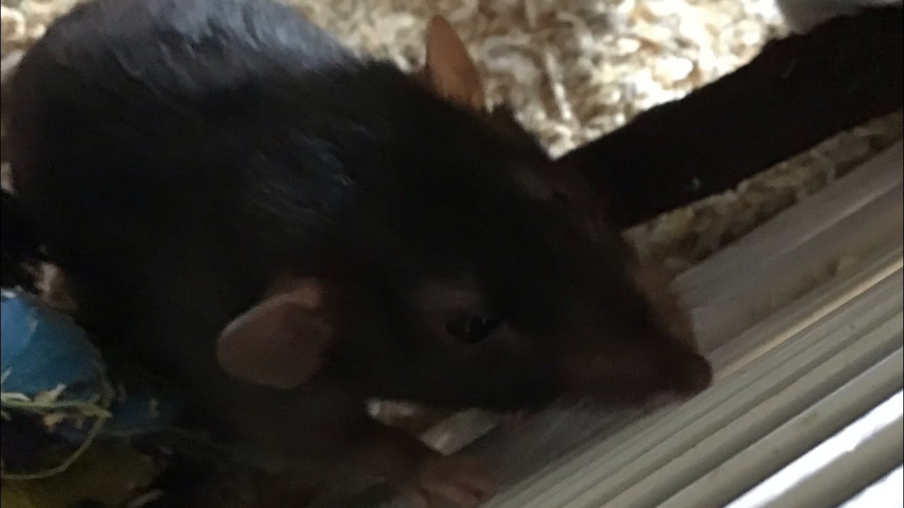 Rat is curious about camera - YouTube