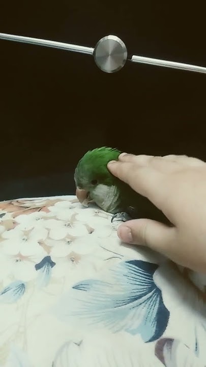 parrot loop - YouTube