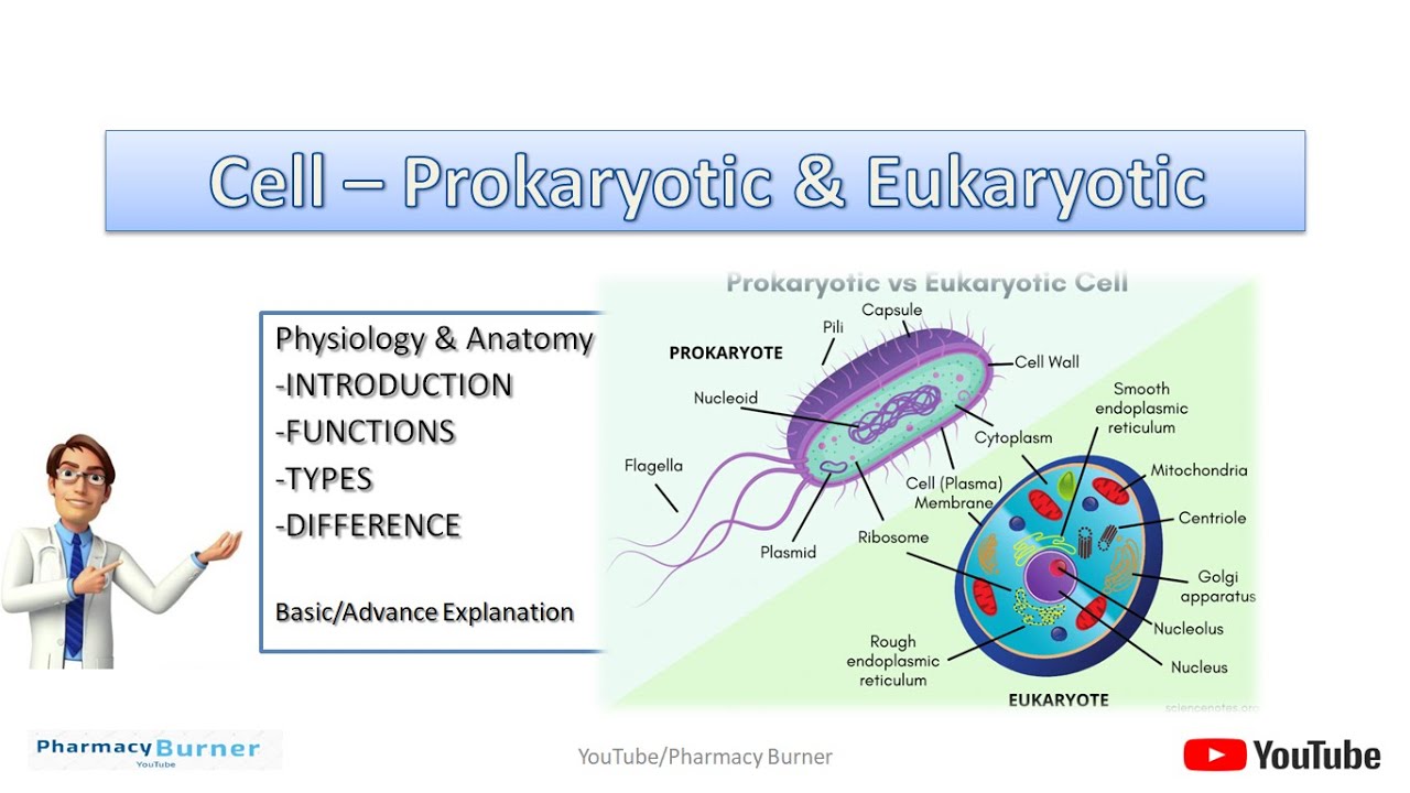 Cell || Cell Anatomy and Physiology || Human Cell in Hindi&English ...