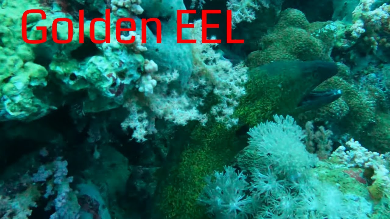 Scuba Diving Bhadur Resort Jeddah - YouTube