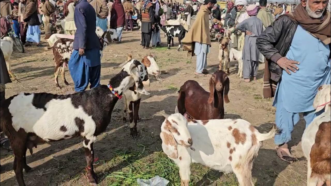 Bakra Eid Mandi video 2024 Sasti Mandi Sabir goat farm Dera Ghazi Khan - YouTube