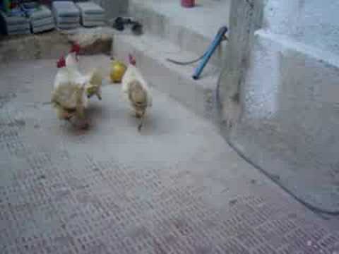 chicken playing football , FIFA World Cup - YouTube