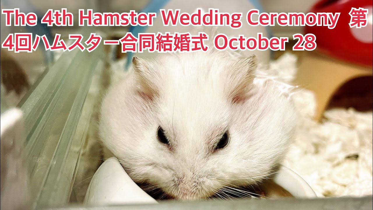 The 4th Hamster Wedding Ceremony 第4回ハムスター合同結婚式 October 28#ハムスター ...