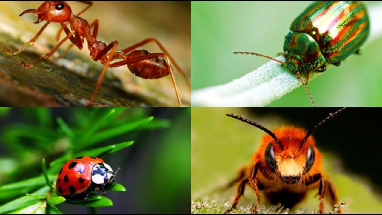 Se está Produciendo la EXTINCIÓN de los INSECTOS - YouTube