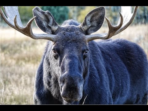 Moose Calling (LESS THAN 10 FEET) - YouTube