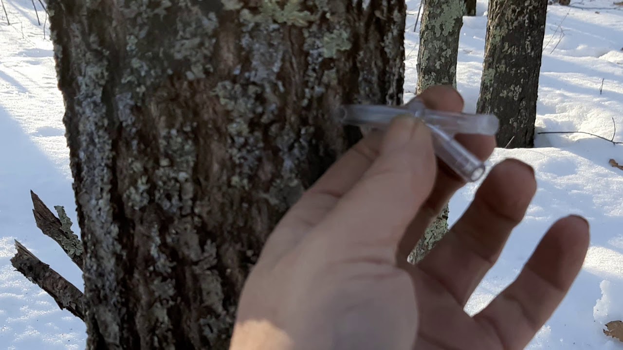 Tapping trees - YouTube