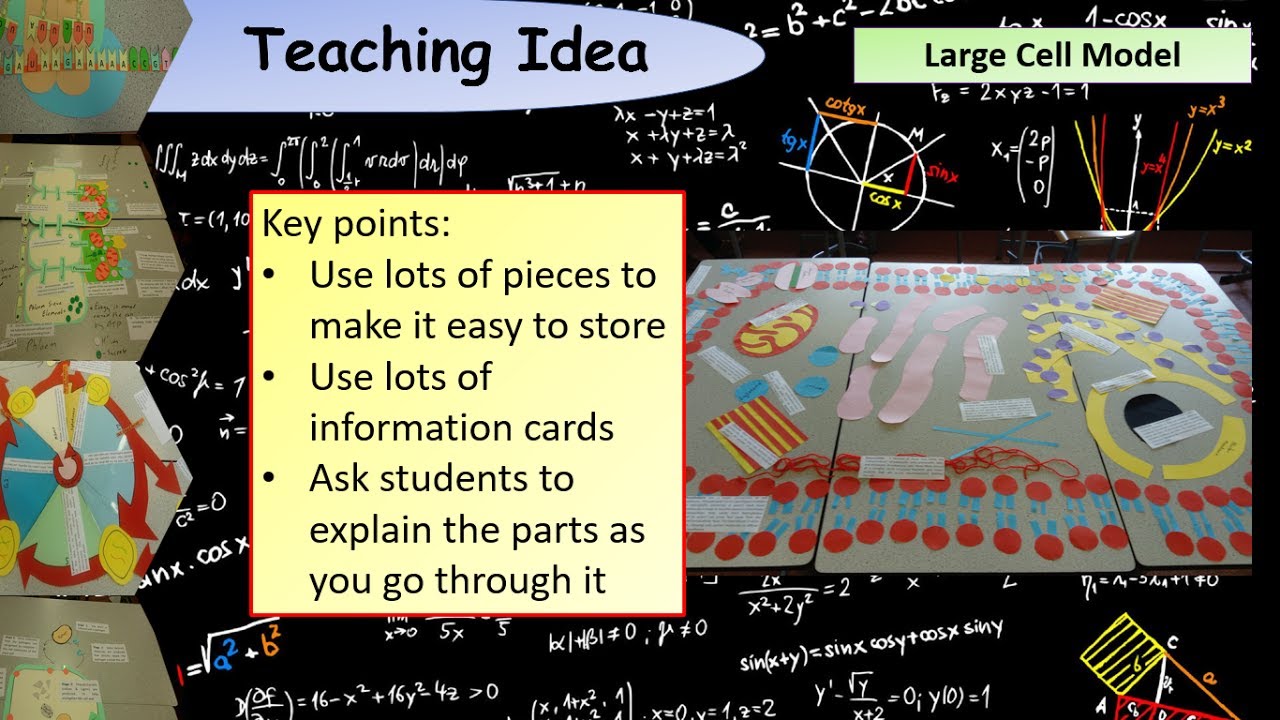 A Level Biology: Teaching using a large cell model - YouTube