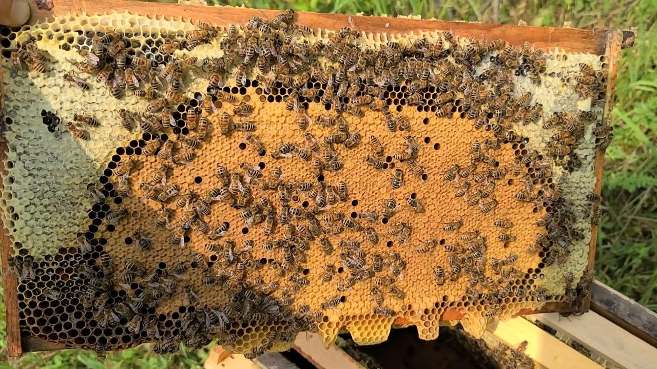 Checking our VSH Missouri Mite Hunters from Cory Stevens at Stevens Bee ...