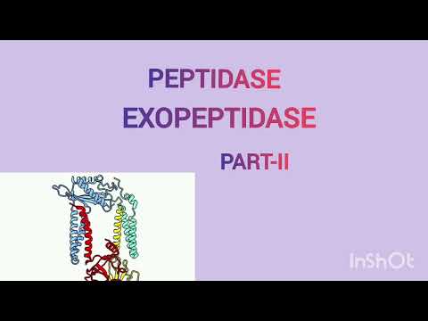 EXOPEPTIDASE || PEPTIDASE (PART-2) DETAILED VIDEO.........@ Manya's ...