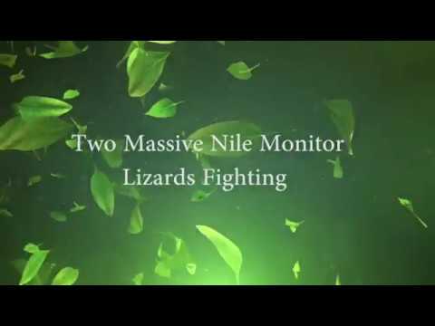 Two Massive Nile Monitor Lizards Fighting - YouTube