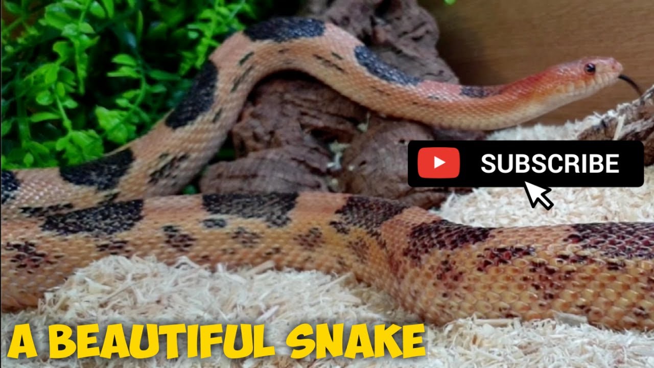 The Northern Mexican Pine Snake (Pituophis) - YouTube