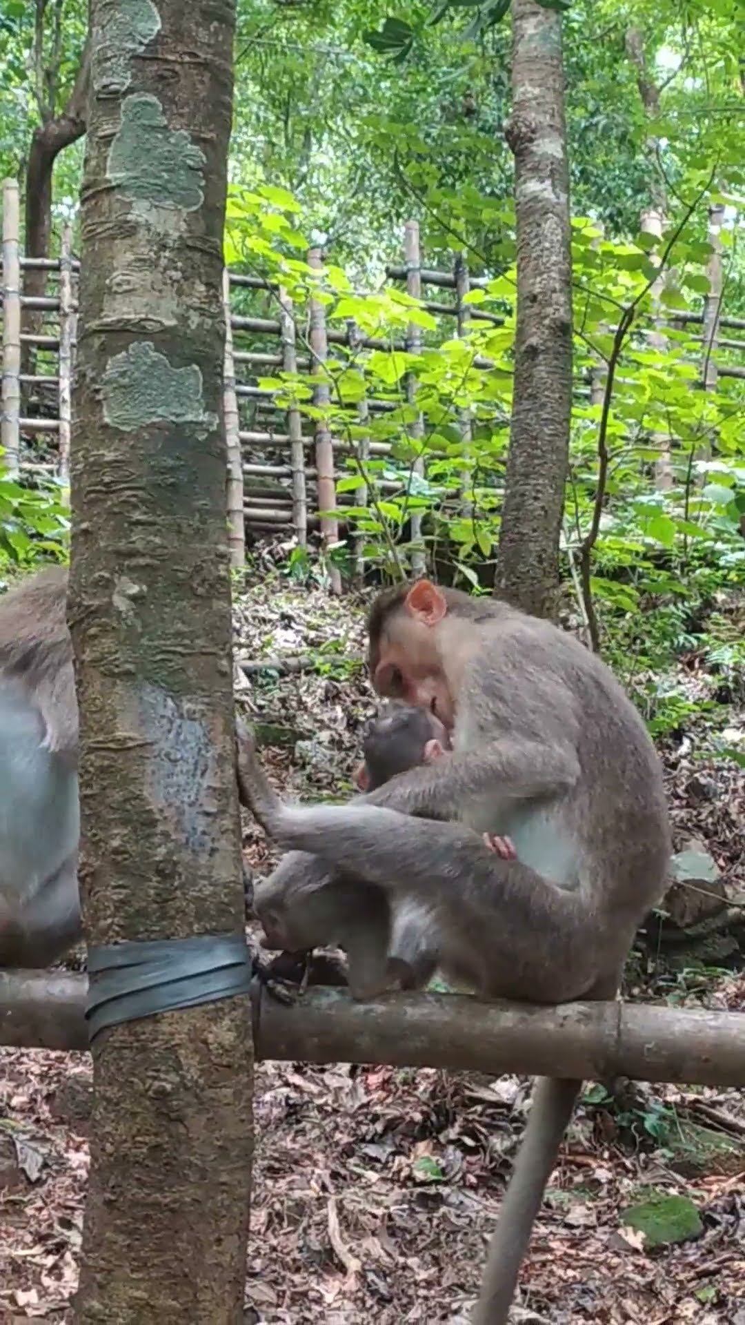 അത്ര വലുതൊന്നുമല്ല #youtubeshorts #wildlife #monkey #comedy #funny #comedyvideos #subscribe # ...