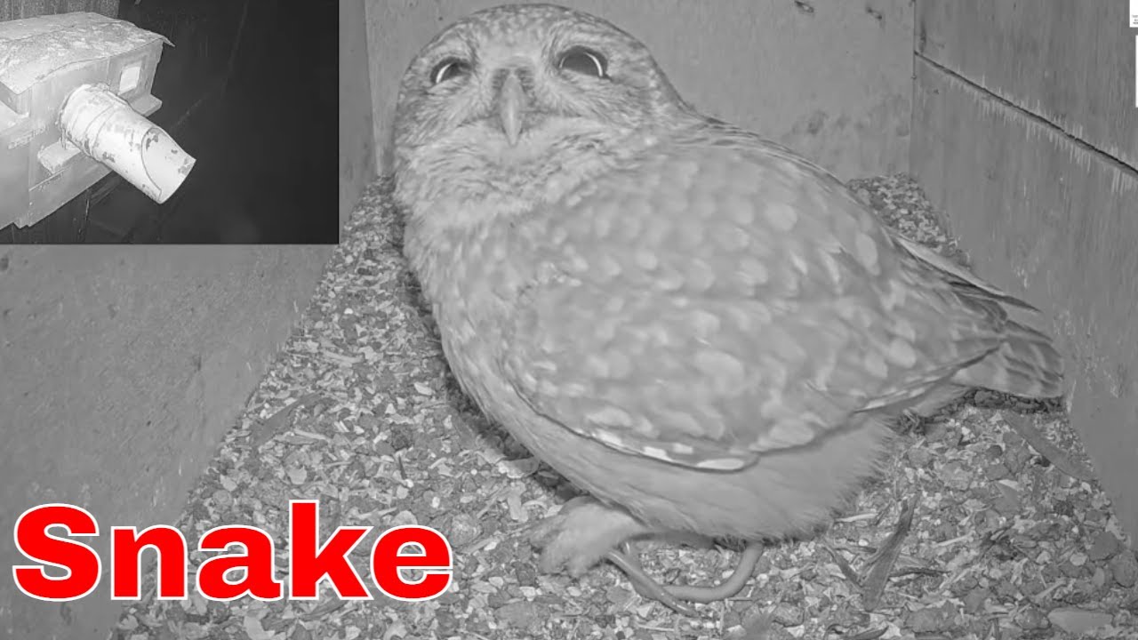 Unbelievable!!! 🐍🦉 Little Owl Brings a Worm Snake into Nest Box! - YouTube