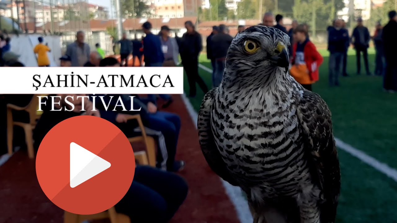 ŞAHİN, ATMACA GÜZELLİK BECERİ VE DOĞAYA SALIM FESTİVALİ - YouTube