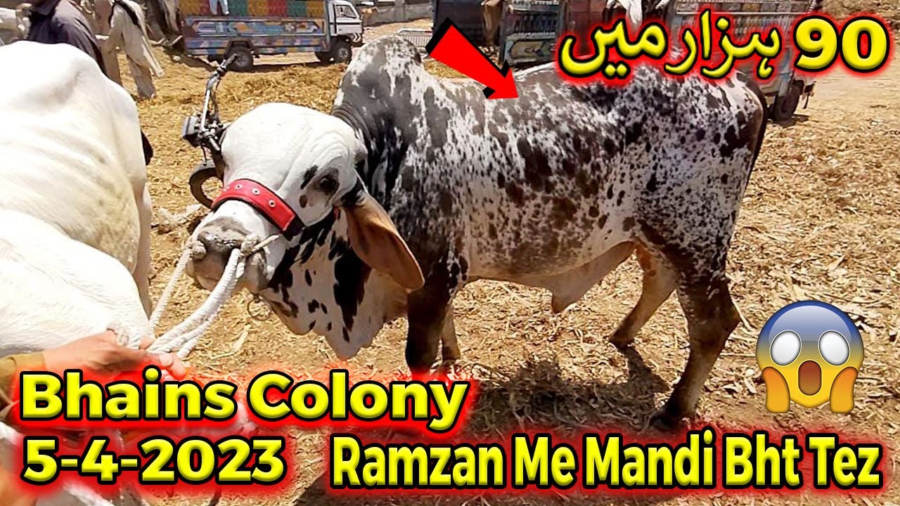 Bhains colony cow mandi update 5-April-2023| bhains colony | cow mandi ...