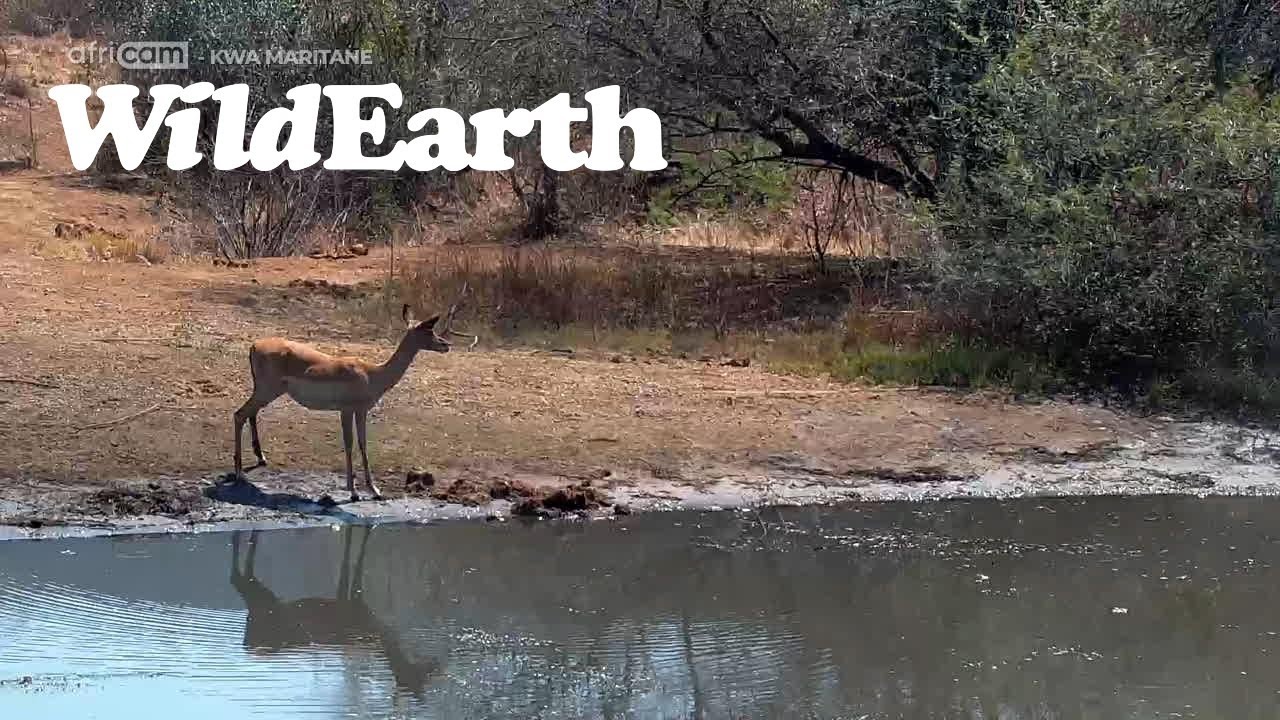 WildEarth - Live at the Waterhole 23 September 2023 - YouTube