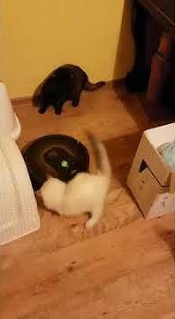 Irobot roomba cat car. Kot jeździ na odkurzaczu - YouTube