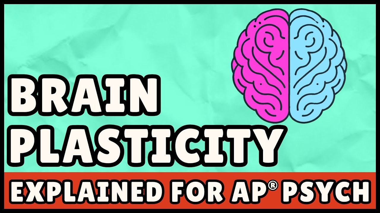 Brain Plasticity (AP Psychology Explanation) - YouTube
