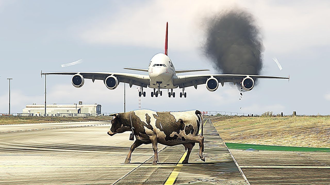Cow Accidently Came During Airplane Landing - YouTube