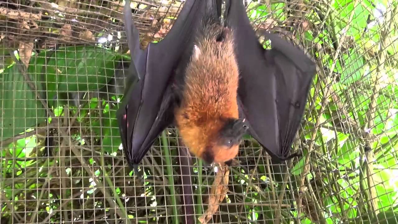THE BAT ( Flughund) Seychellen - YouTube